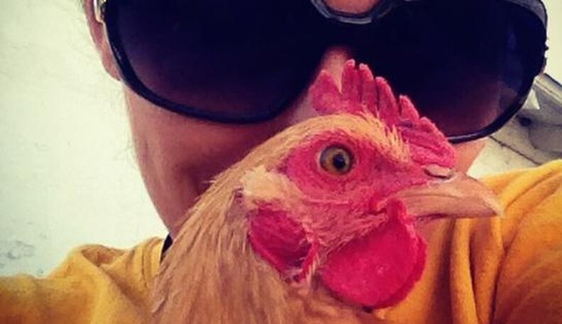 Chickens Are The Most Loving Snugglers On The Planet - The Dodo