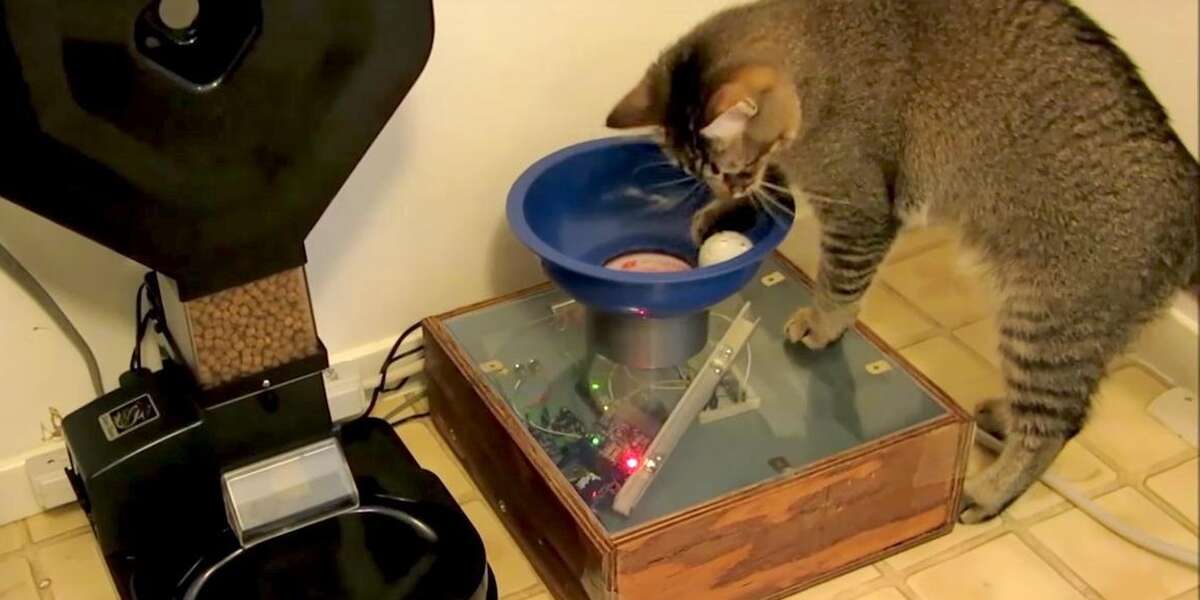 Man Invents A Brilliant Machine To Keep His Cat Happy - The Dodo