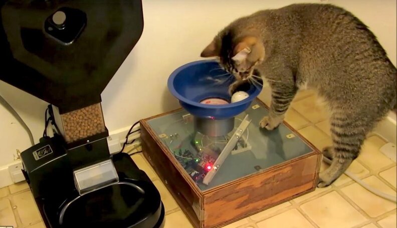 Man Invents A Brilliant Machine To Keep His Cat Happy - The Dodo