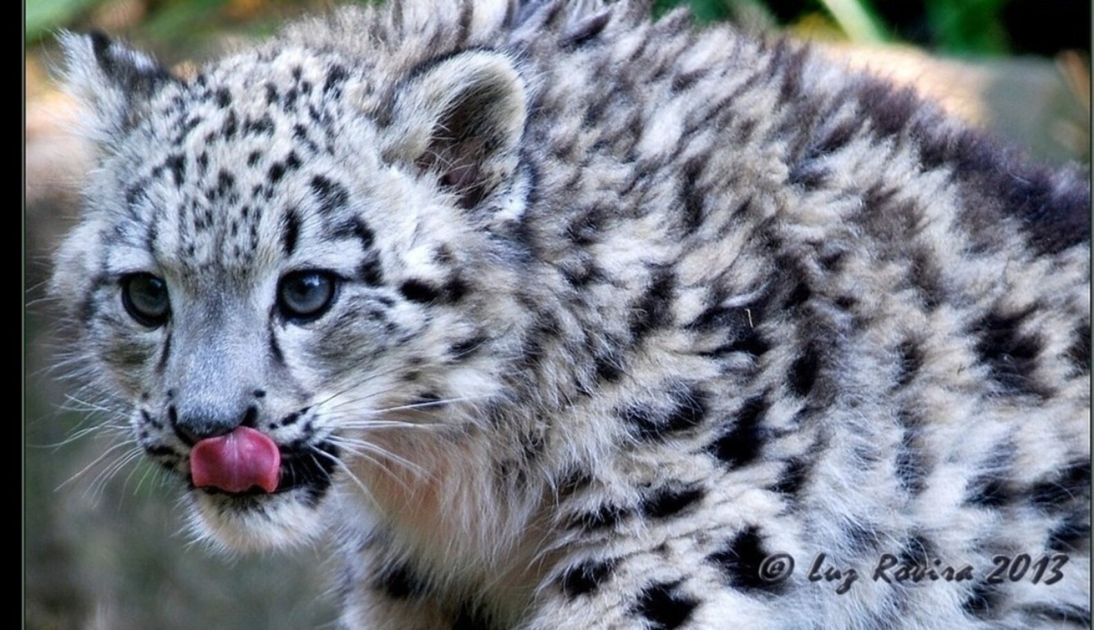 Meet The Top 7 Most Adorable Predators - The Dodo