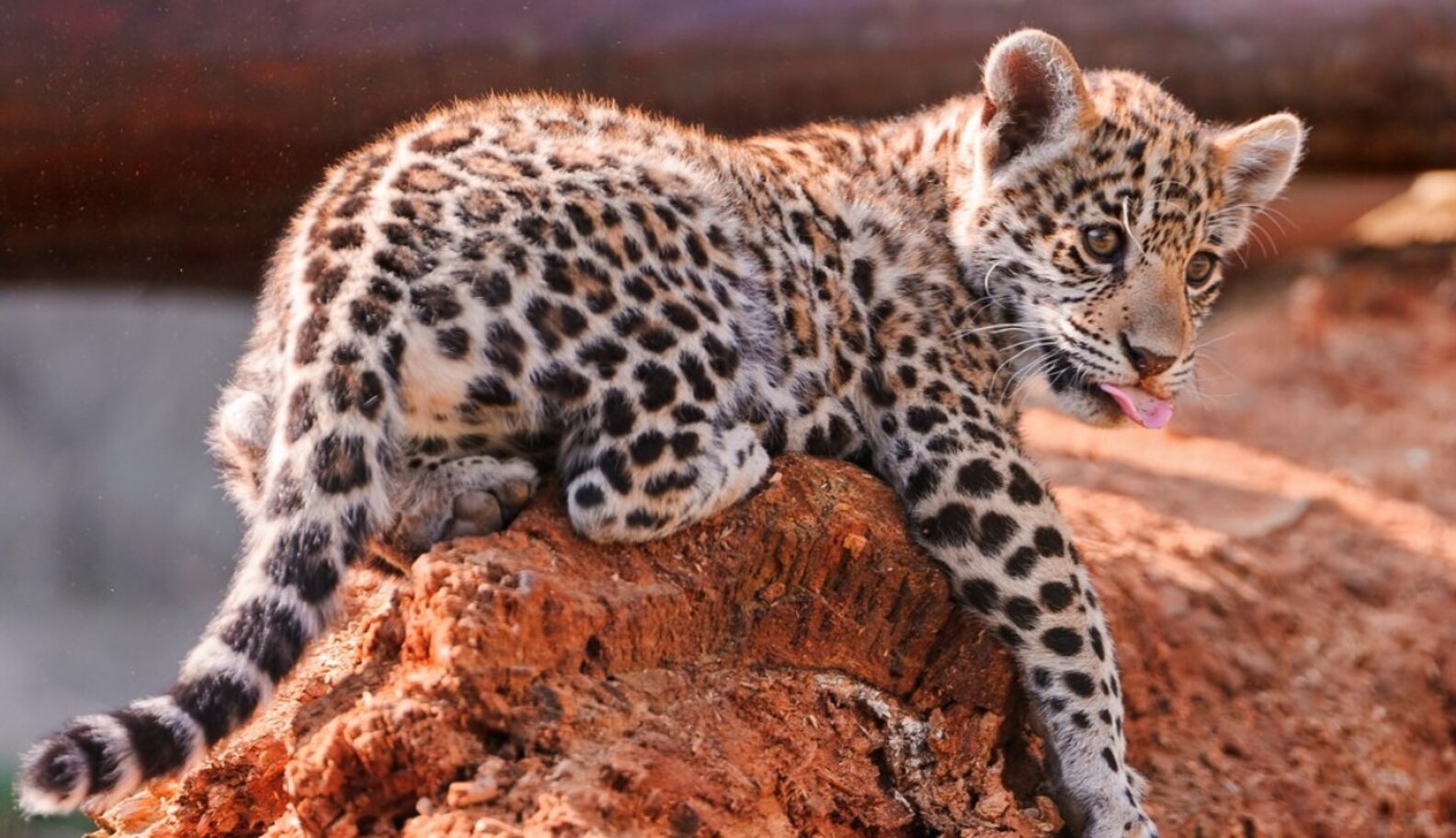 Meet The Top 7 Most Adorable Predators - The Dodo