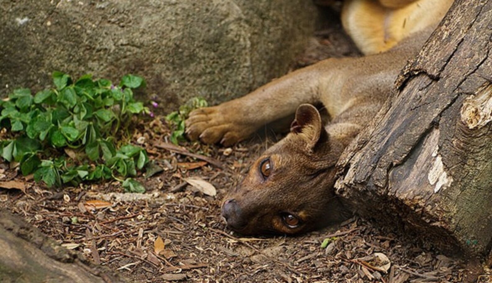 Meet The Top 7 Most Adorable Predators - The Dodo