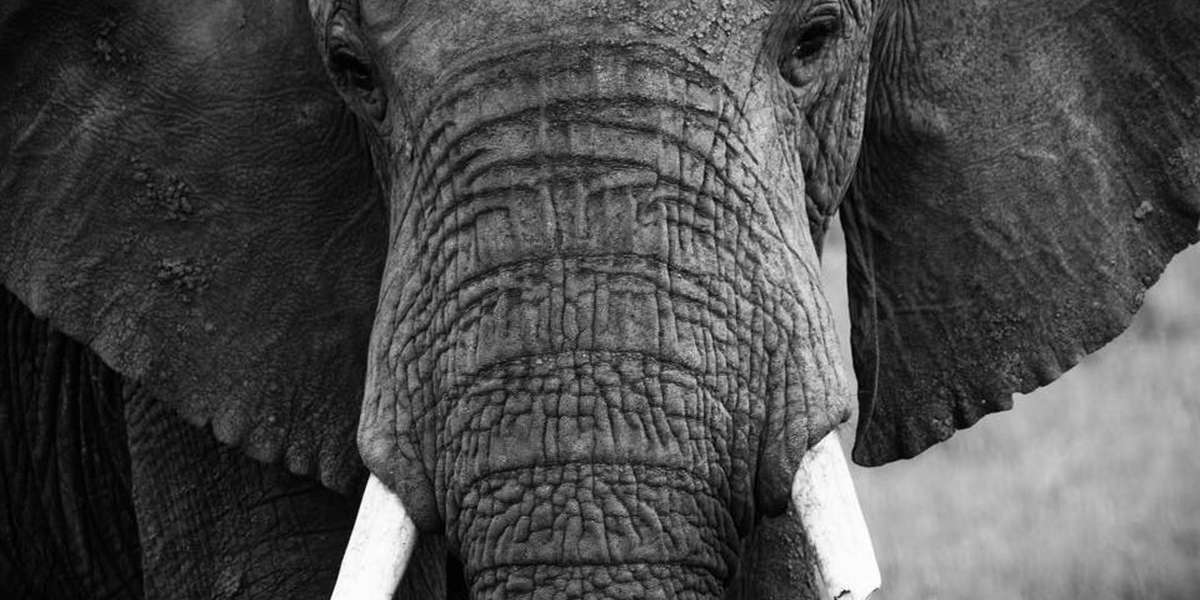 China’s Ivory Ban Is Only The First Step - The Dodo