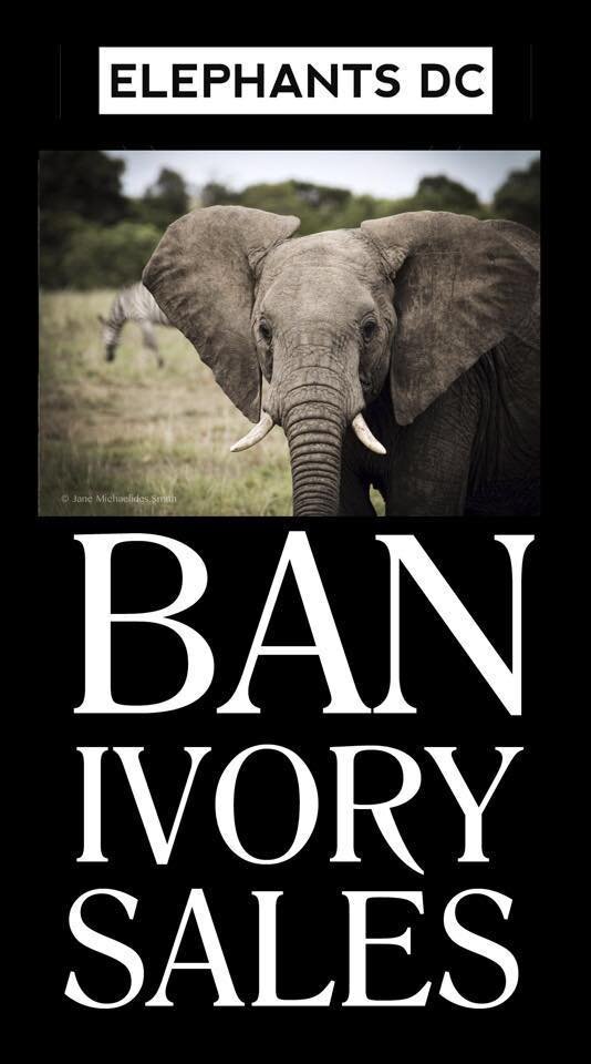 China’s Ivory Ban Is Only The First Step - The Dodo