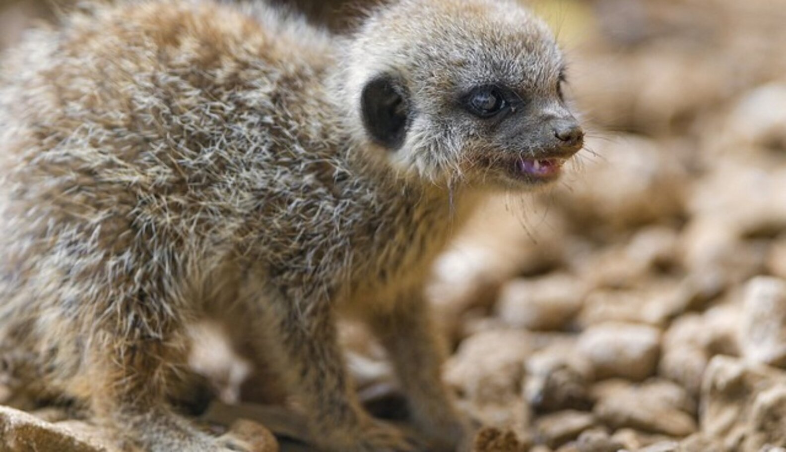 Meet The Top 7 Most Adorable Predators - The Dodo