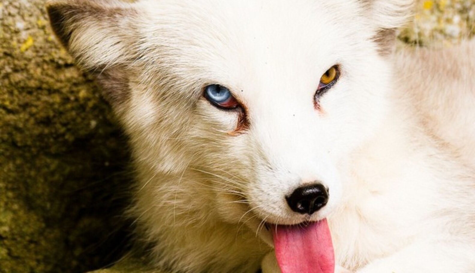 Meet The Top 7 Most Adorable Predators - The Dodo