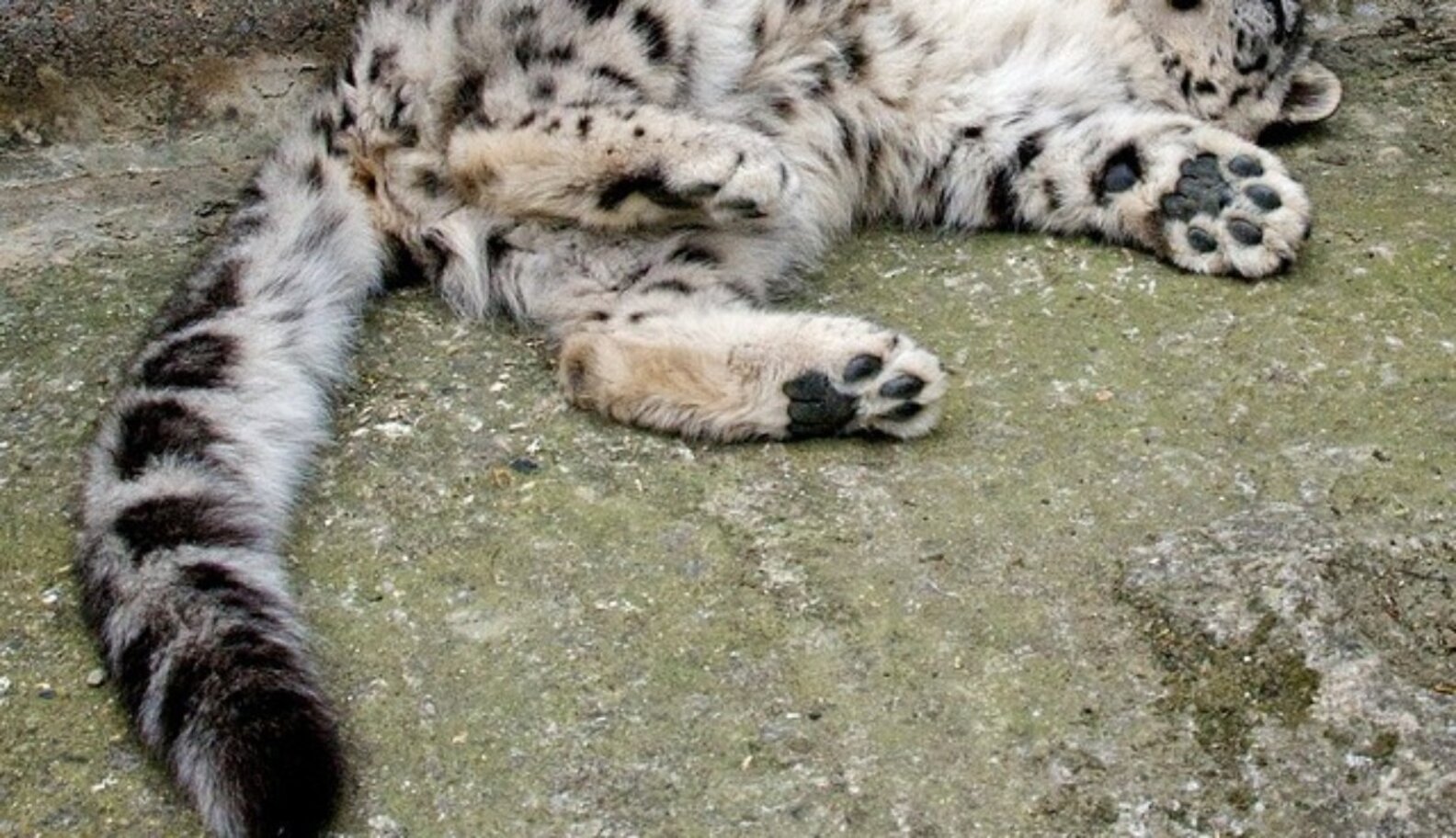 Meet The Top 7 Most Adorable Predators - The Dodo