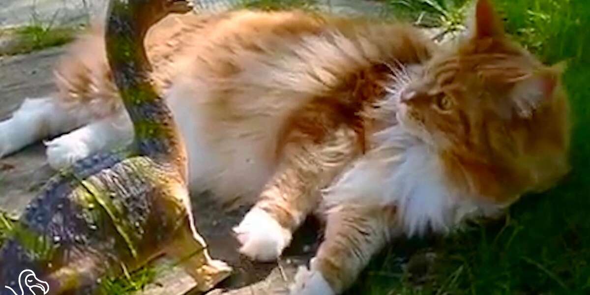 WATCH: Jurassic Cats - The Dodo