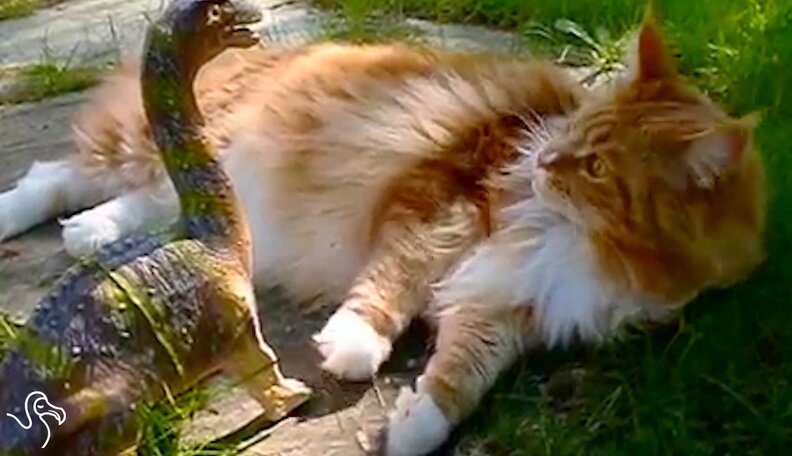 WATCH: Jurassic Cats - The Dodo