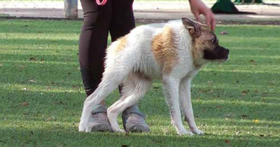 No, This Wasn't Photoshopped. It's What Happens When Idiots Breed Dogs ...