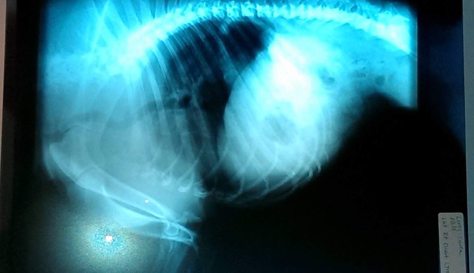 No, This Wasn't Photoshopped. It's What Happens When Idiots Breed Dogs ...