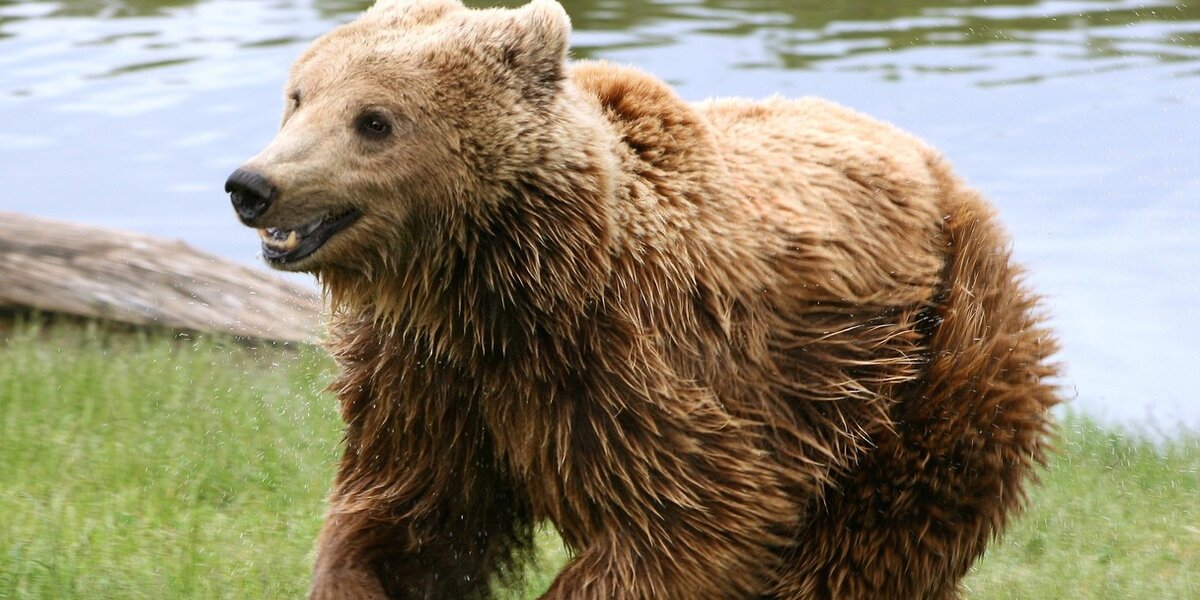 Experts Concerned Over Elderly Bear Monopolizing All The Ladies - The Dodo