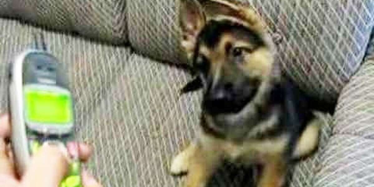 Puppy Can’t Figure Out What This Phone Wants From Him - The Dodo