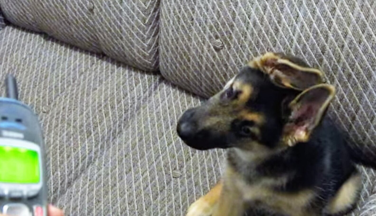Puppy Can’t Figure Out What This Phone Wants From Him - The Dodo