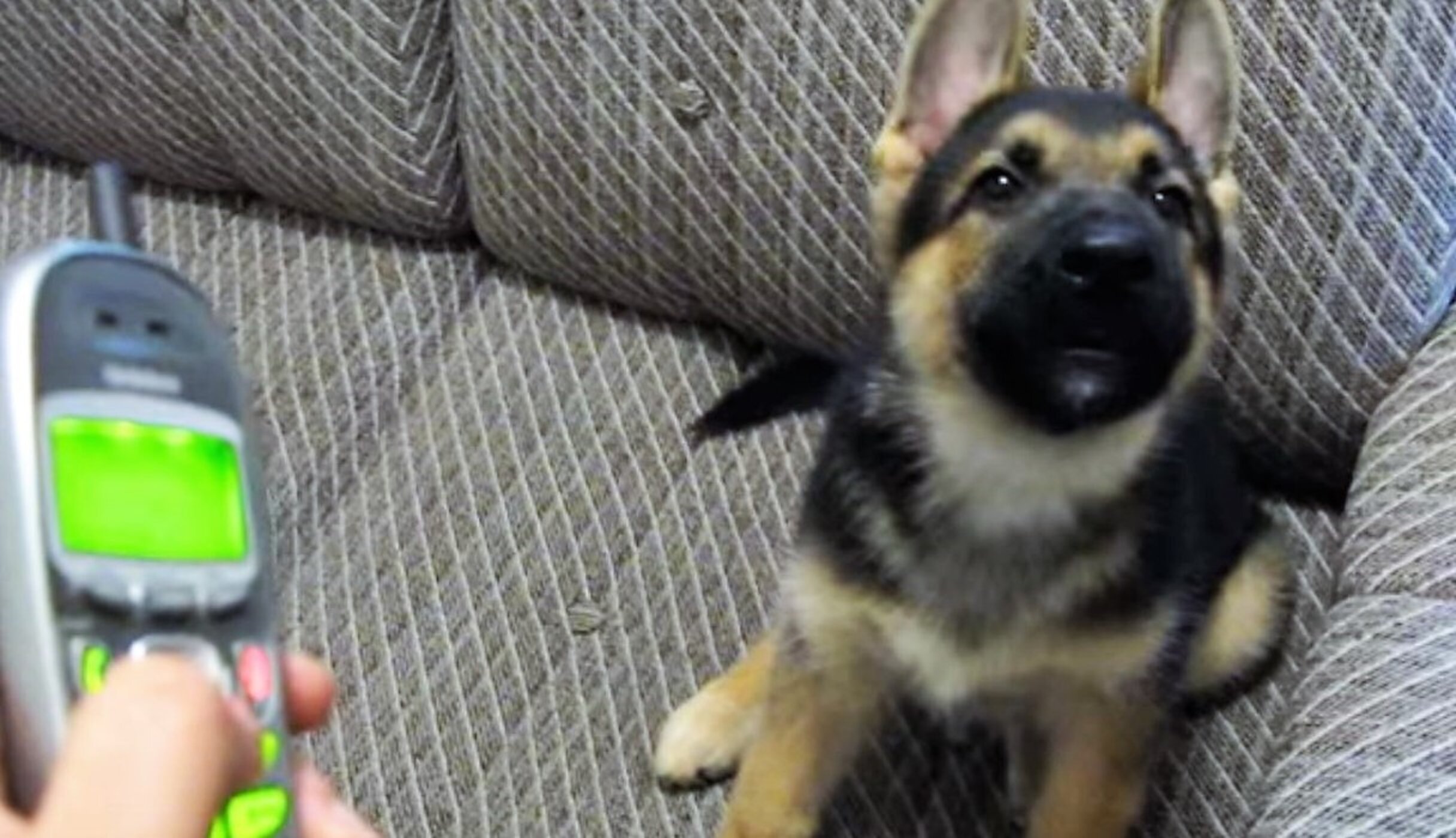 Puppy Can’t Figure Out What This Phone Wants From Him - The Dodo