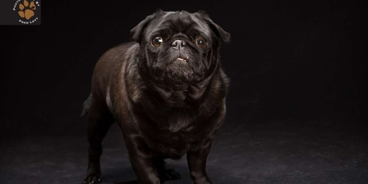 Story Behind The Shot: The Friendly Faces Of Black Dogs - The Dodo