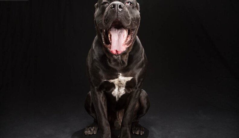 Story Behind The Shot: The Friendly Faces Of Black Dogs - The Dodo