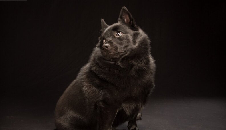 Story Behind The Shot: The Friendly Faces Of Black Dogs - The Dodo