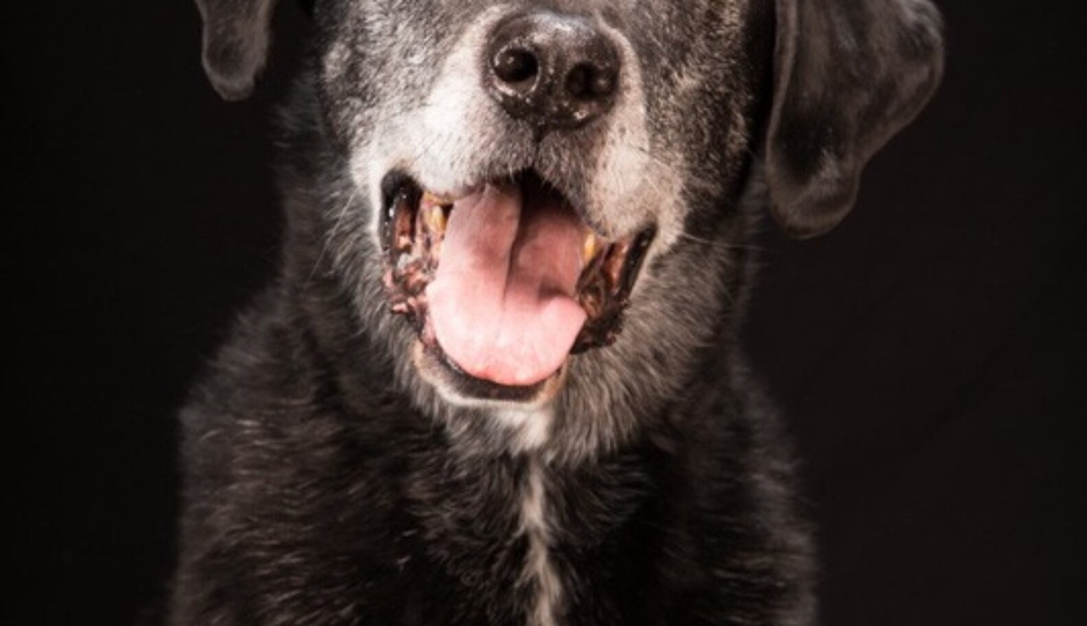 Story Behind The Shot: The Friendly Faces Of Black Dogs - The Dodo