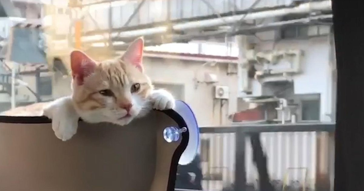 This Is Pretty Much The Most Relaxed Cat Ever - The Dodo