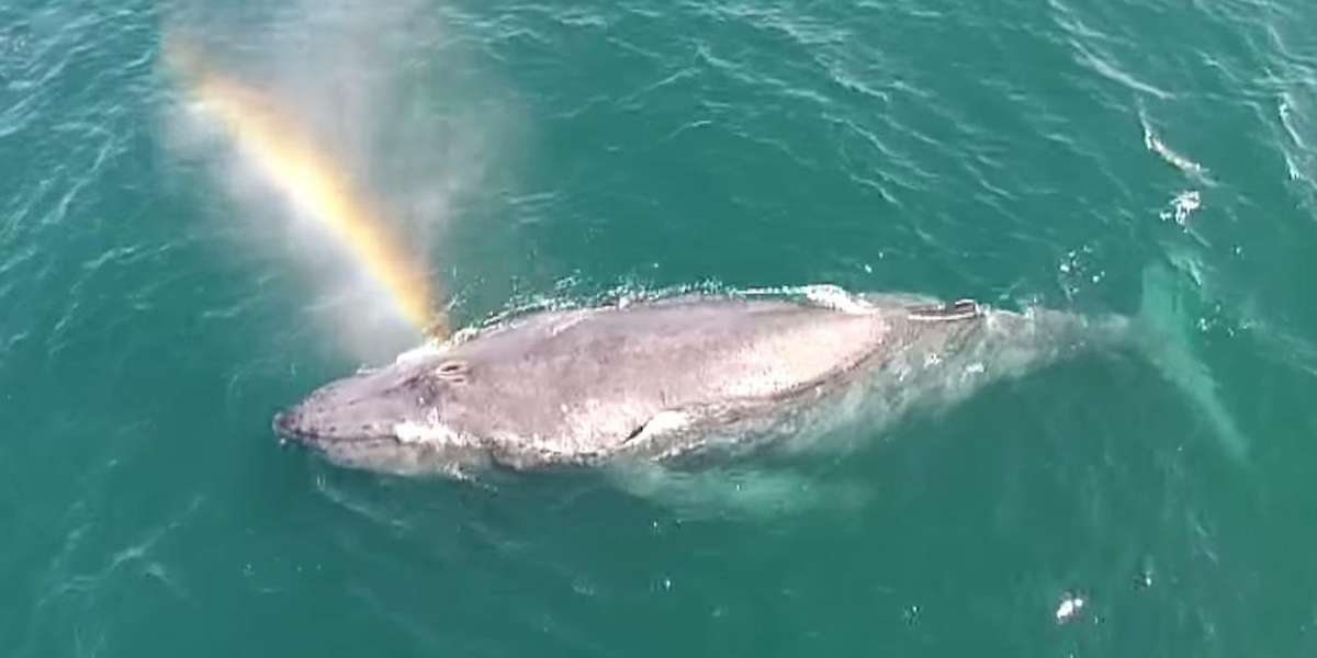 Whale Emerges From Ocean Delivering Rainbows To The World - The Dodo