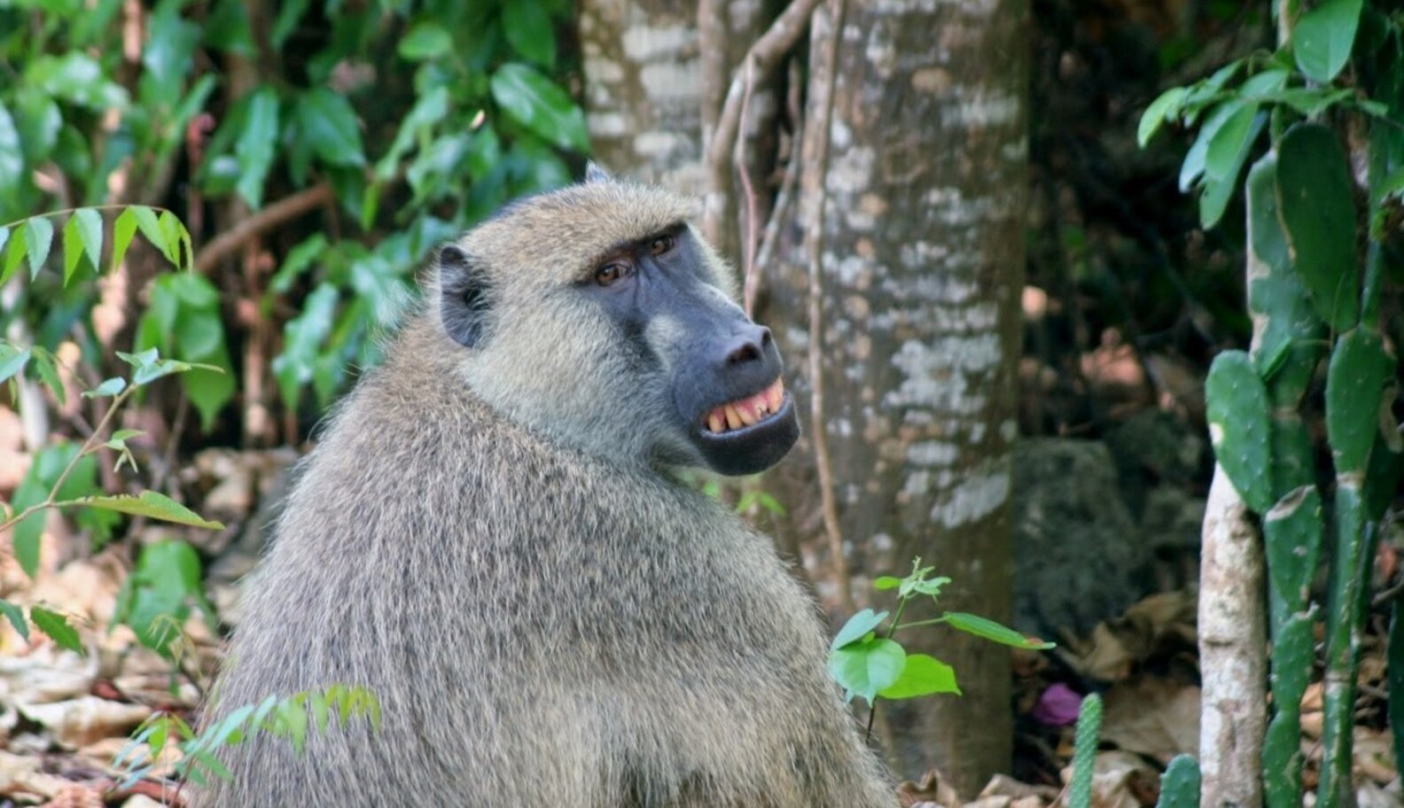 Meet one of the biggest monkeys on the planet. - The Dodo