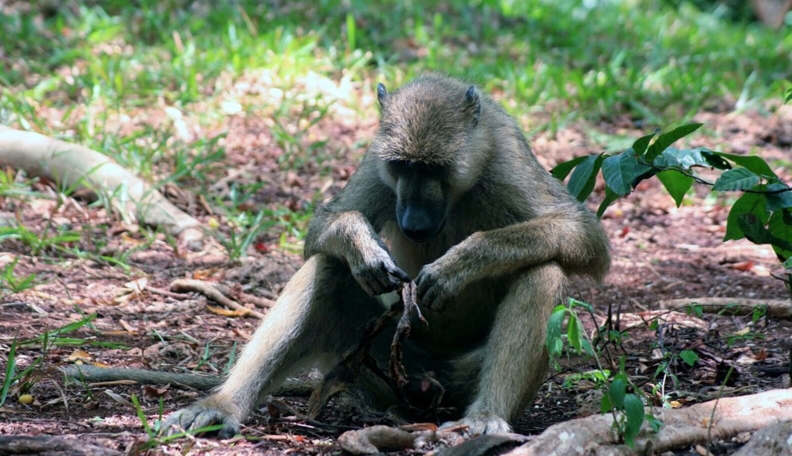 Meet one of the biggest monkeys on the planet. - The Dodo