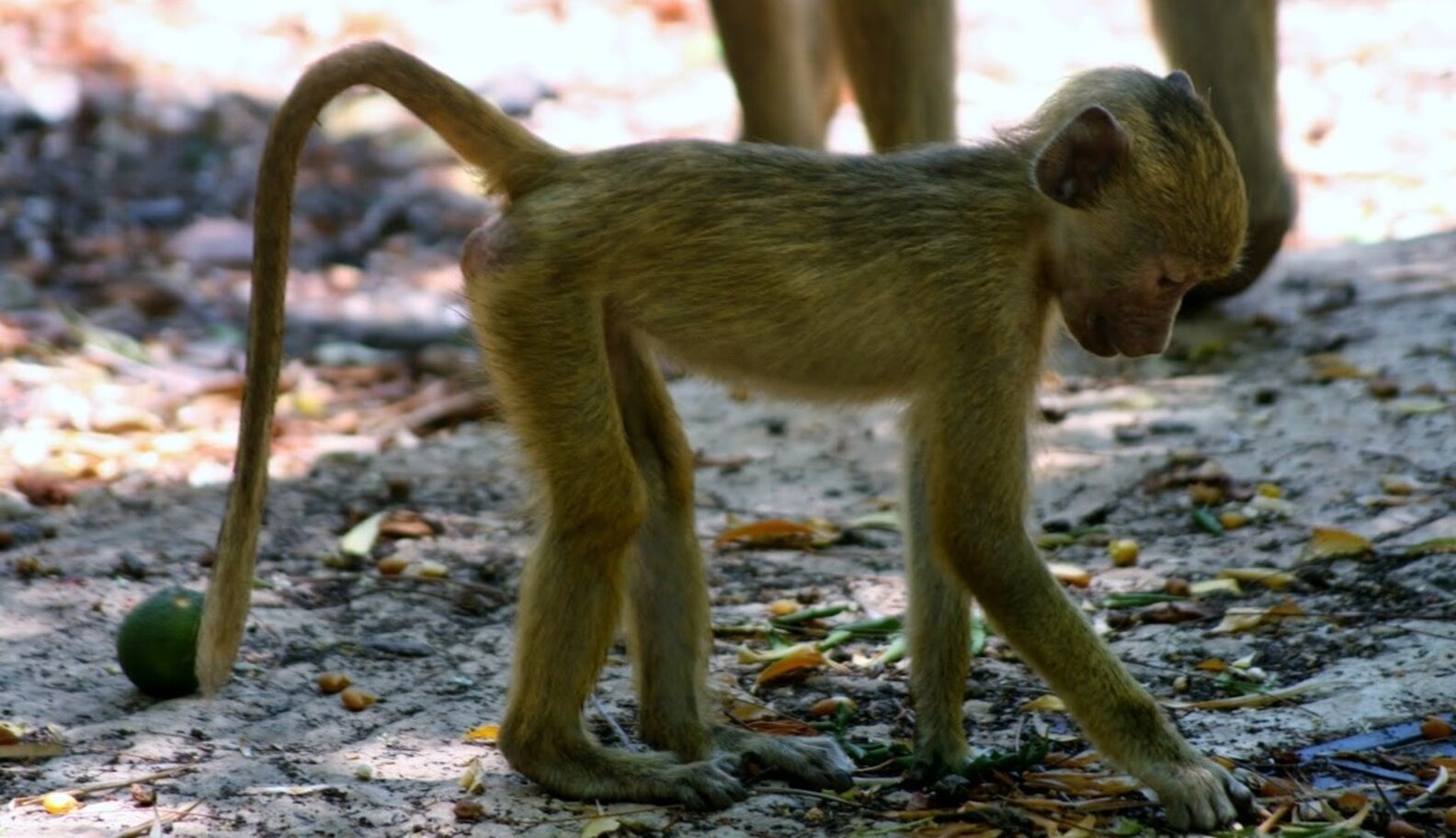 Meet one of the biggest monkeys on the planet. - The Dodo