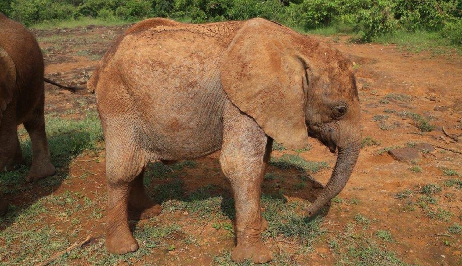 Injured Young Elephant Goes From A 'She' To A 'He' - The Dodo