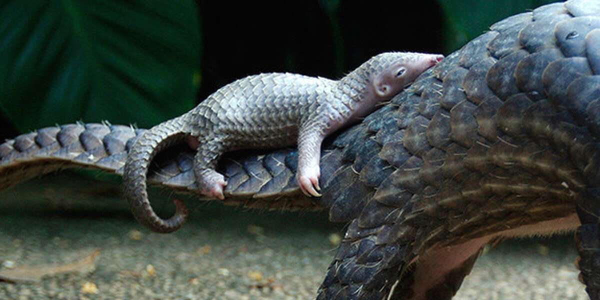 The Crazy Ways Mothers Carry Their Babies - The Dodo