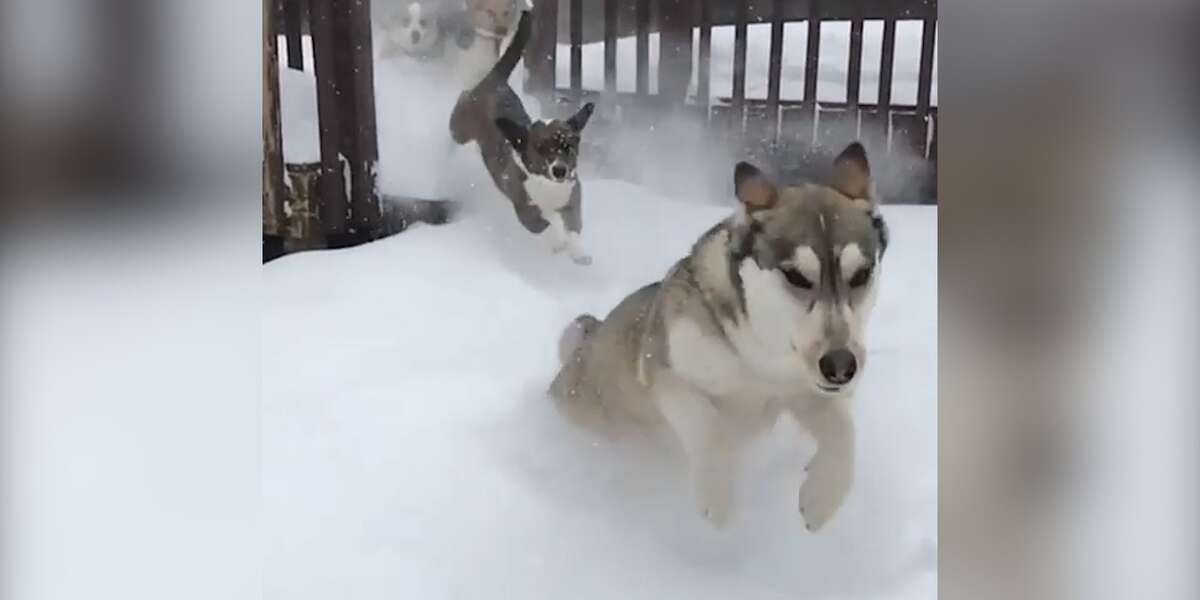 Rescue Dogs Stampede Through The Snow - Videos - The Dodo