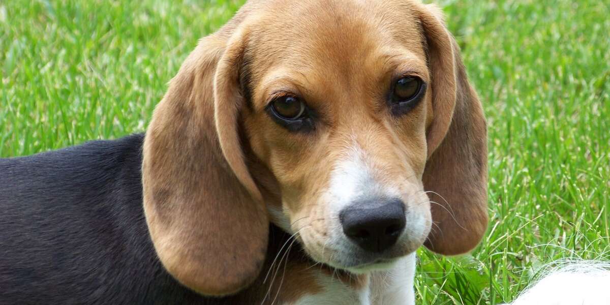 Research Beagles Touch Grass, Feel Sunshine For The First Time - The Dodo