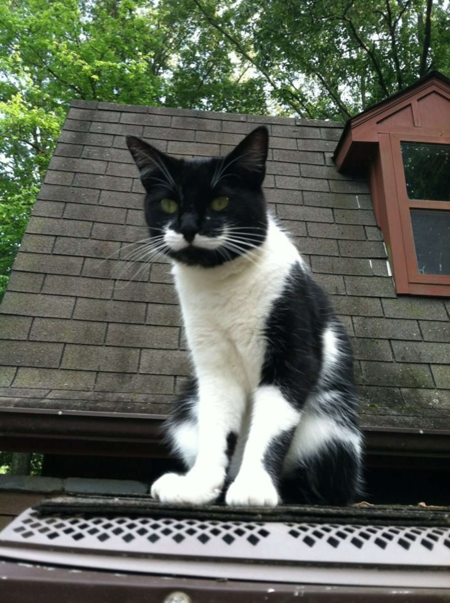 13 Cats Born With Perfect Mustaches - The Dodo