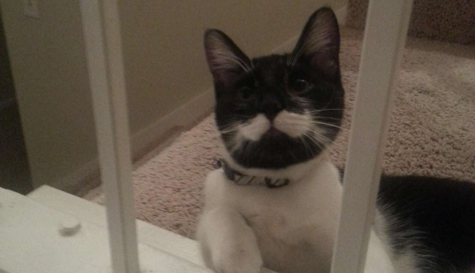 13 Cats Born With Perfect Mustaches - The Dodo