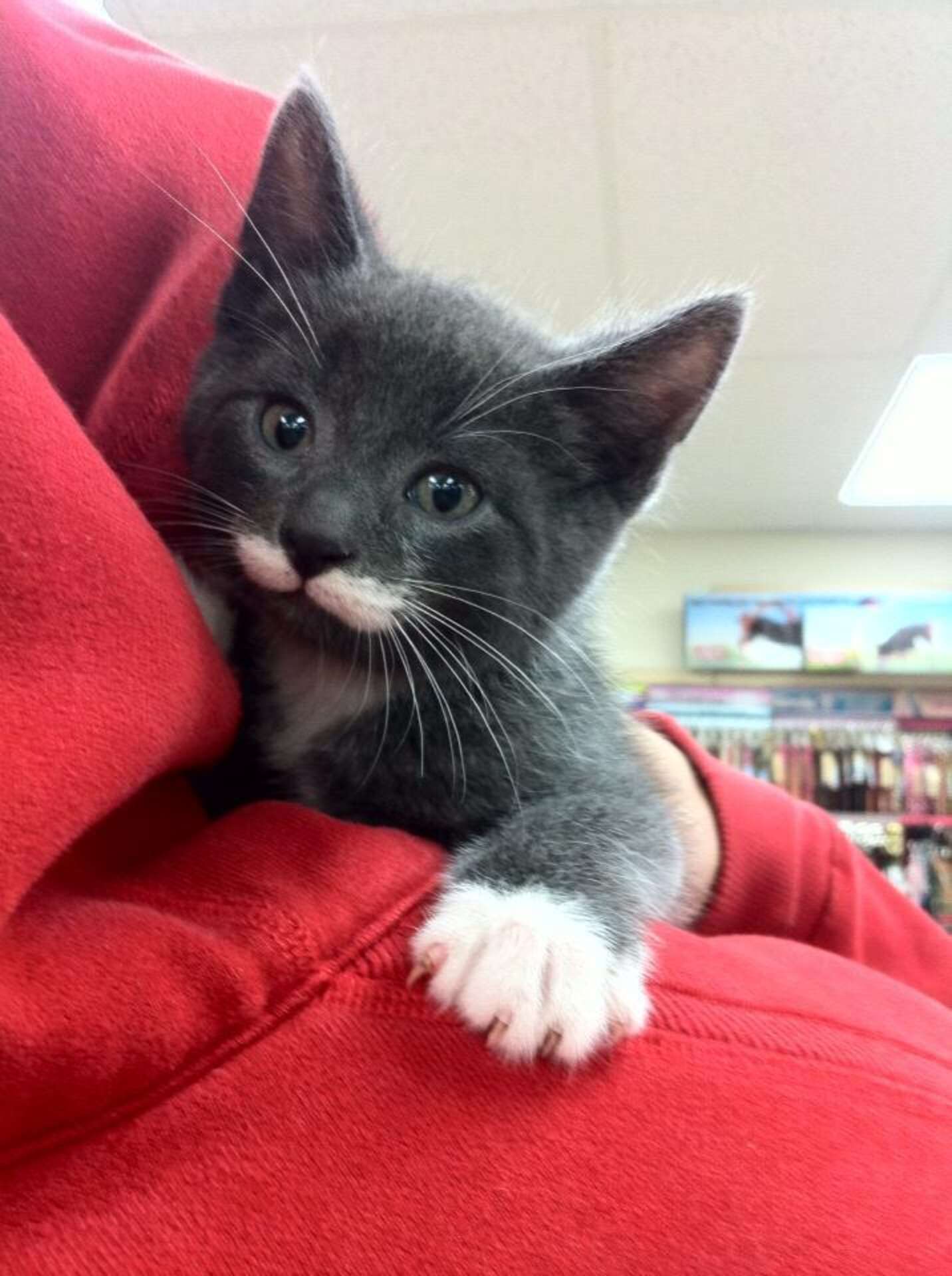 13 Cats Born With Perfect Mustaches - The Dodo