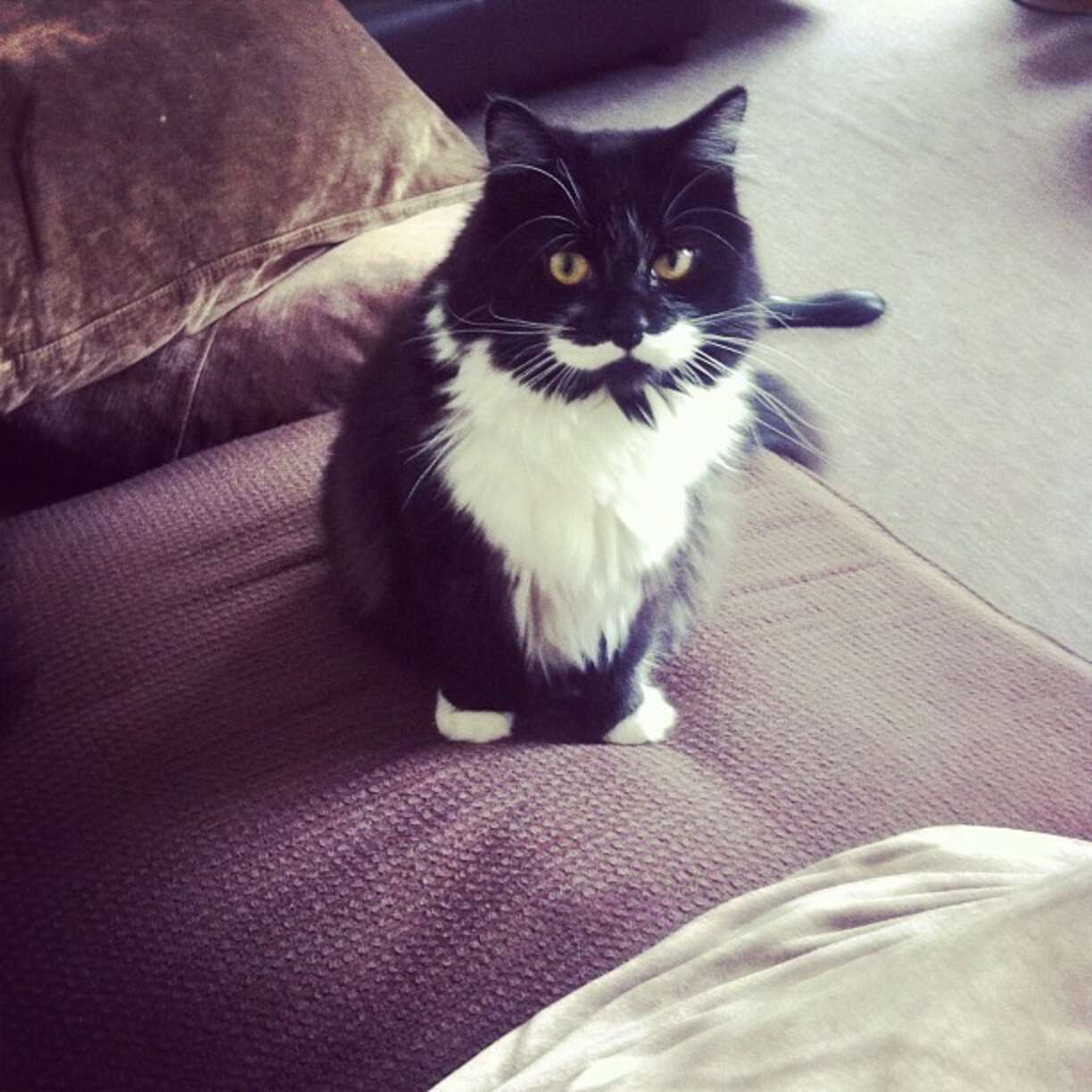 13 Cats Born With Perfect Mustaches - The Dodo