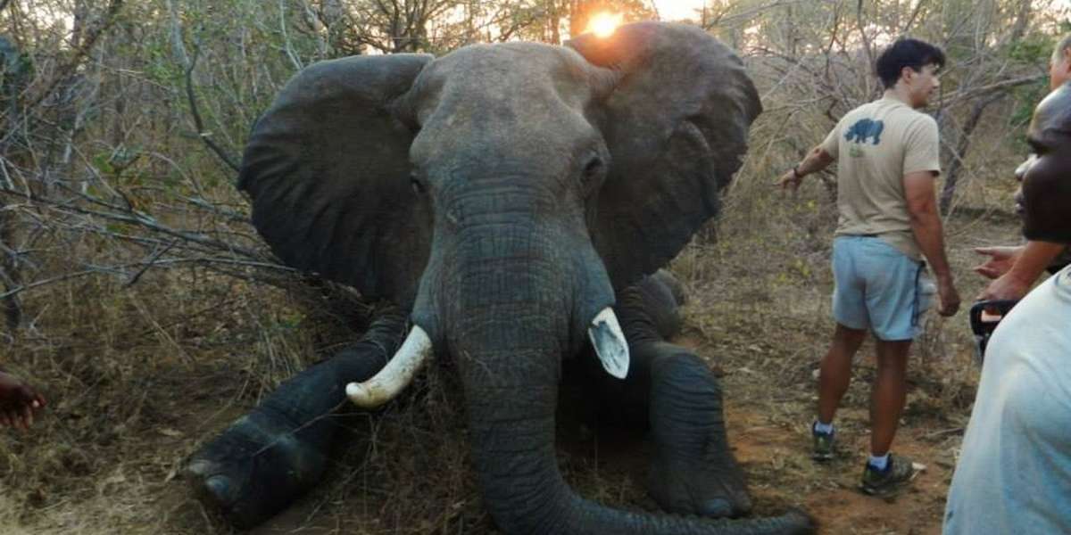After Years Of Suffering, Elephant Finally Freed From Painful Snare ...