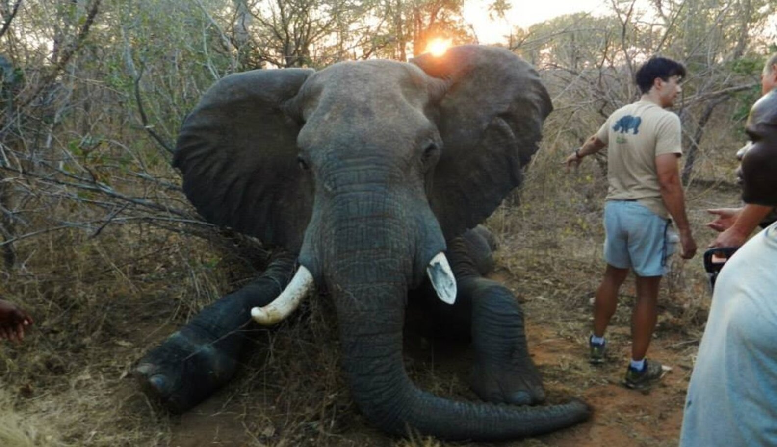 After Years Of Suffering, Elephant Finally Freed From Painful Snare ...