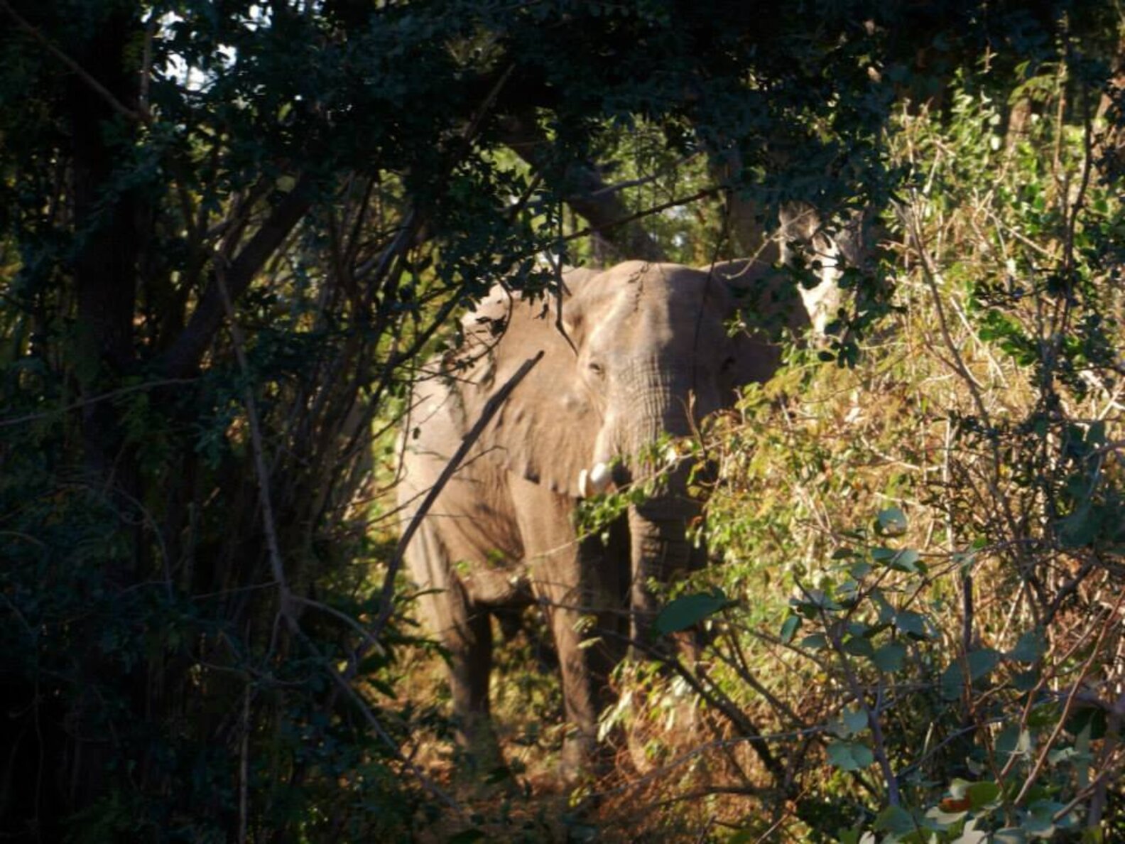 After Years Of Suffering, Elephant Finally Freed From Painful Snare ...