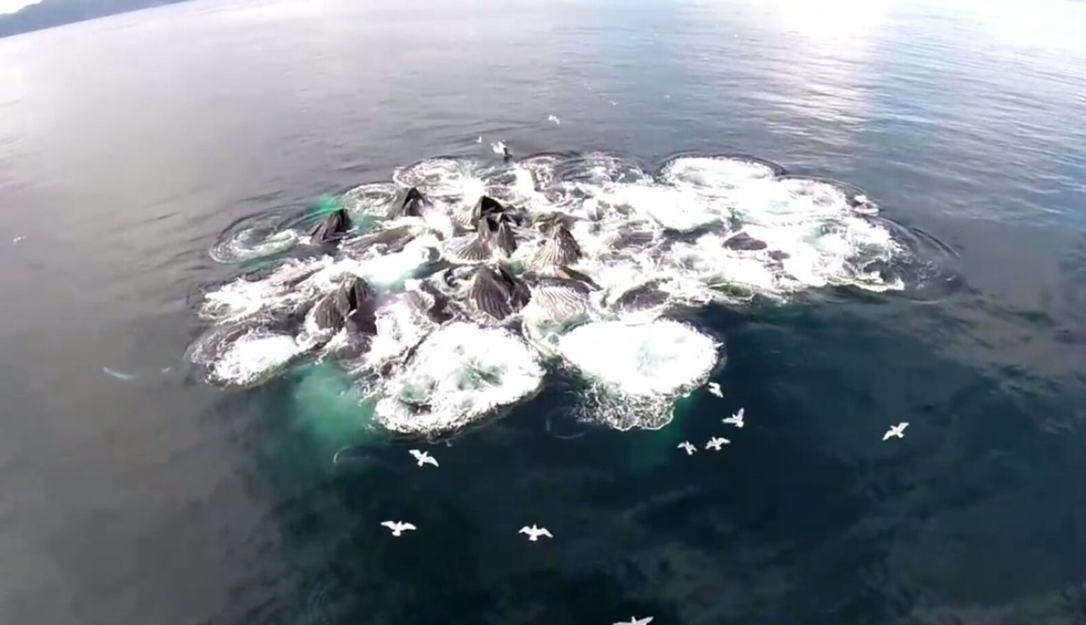 Here's The Incredible Way Hungry Humpback Whales Work Together To Feed ...