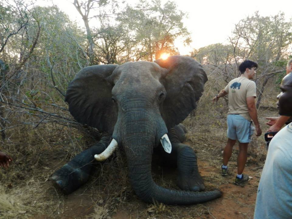 After Years Of Suffering, Elephant Finally Freed From Painful Snare ...