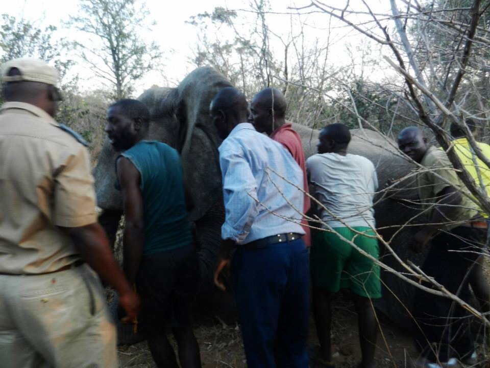 After Years Of Suffering, Elephant Finally Freed From Painful Snare ...