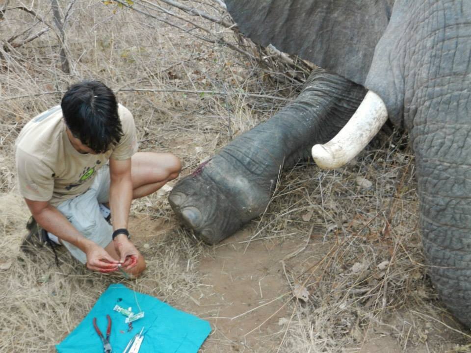 After Years Of Suffering, Elephant Finally Freed From Painful Snare ...