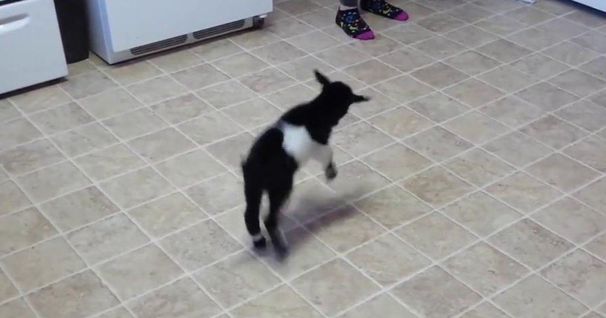 Baby Pygmy Goat Gets Hopping Lessons From Mom - The Dodo