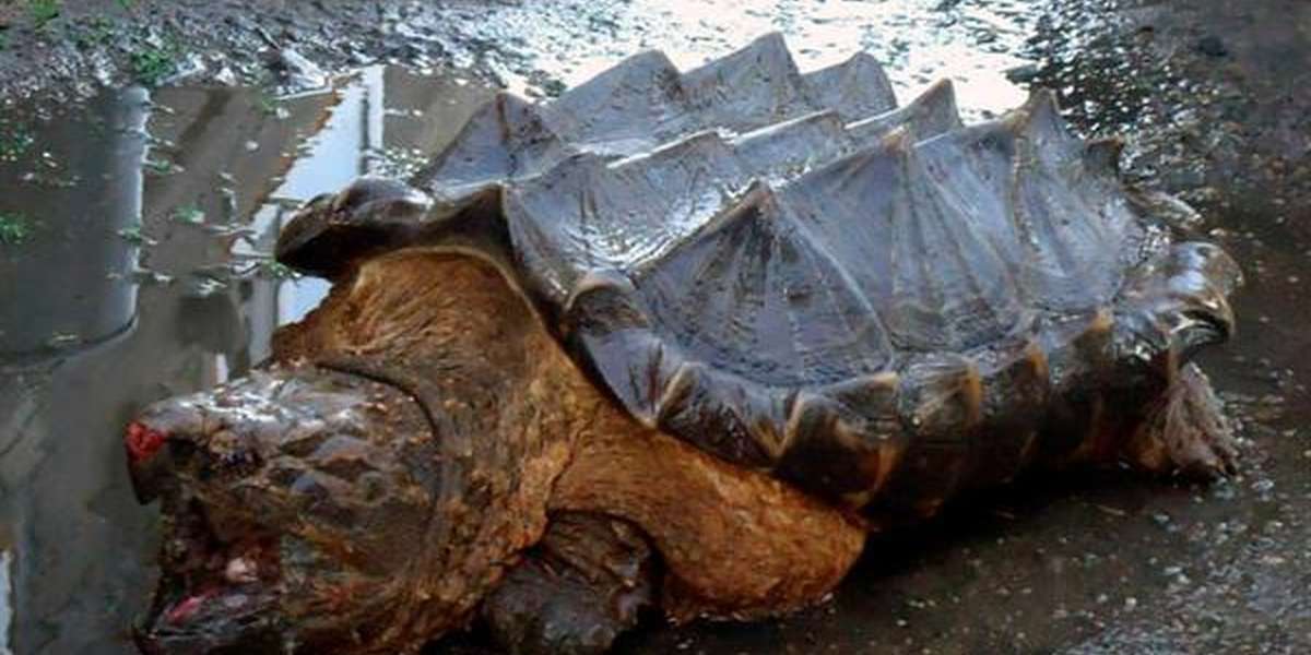 Villagers Shocked As Prehistoric Creature Stalks Across Beach - The Dodo