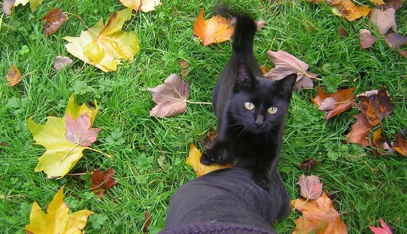 Cat Walks Up To Owner At Bus Stop 5 Years After Disappearing - The Dodo