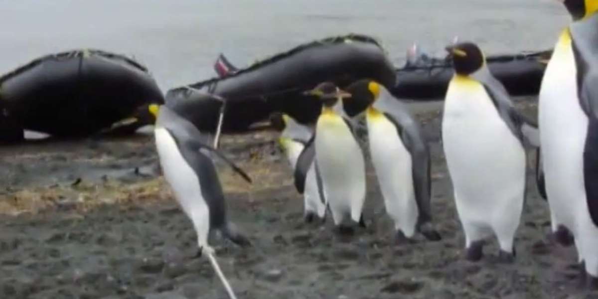 Penguins Try To Navigate Over A Rope, One Succeeds Gracefully - The Dodo