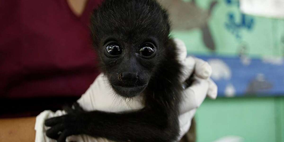 Baby Monkey Loses His Mom But Finds Next Best Thing - The Dodo