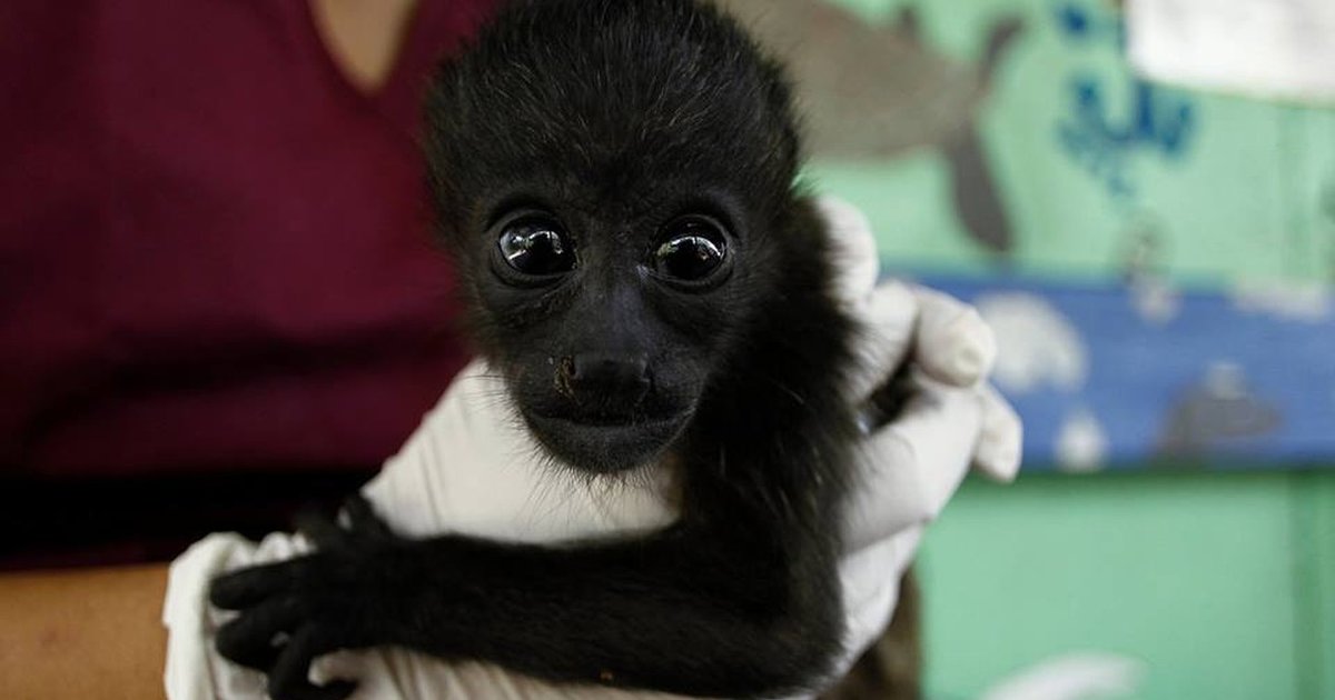 Baby Monkey Loses His Mom But Finds Next Best Thing - The Dodo