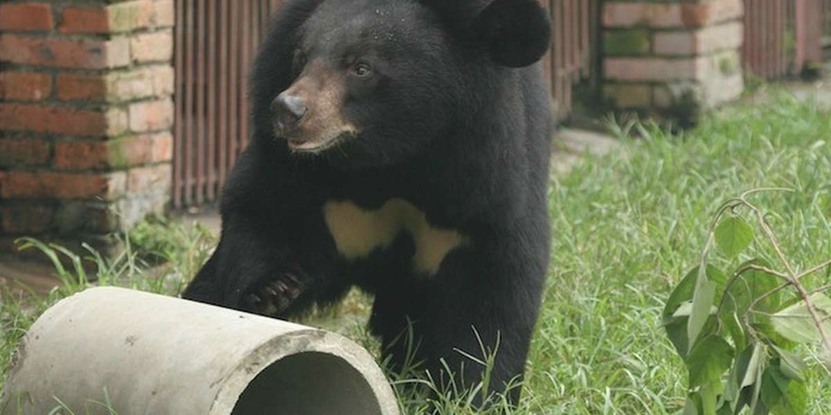 They Never Thought This Bear Would Walk Again. Until She Did. - The Dodo